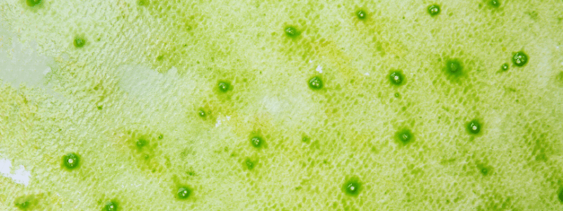 Jackets – Twisted Sisters!